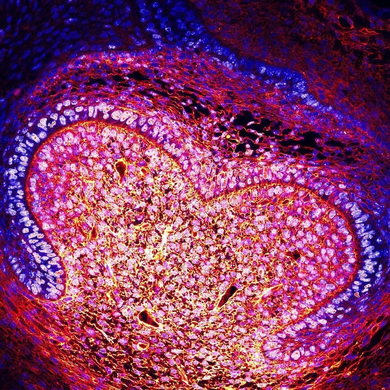 Cells Art Print - Microscopy Image - Biology Science – Celldomseen ...