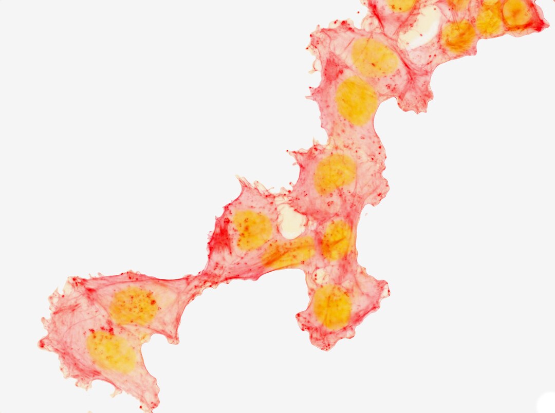 Cells Art Print Microscopy Image Biology Science - Etsy