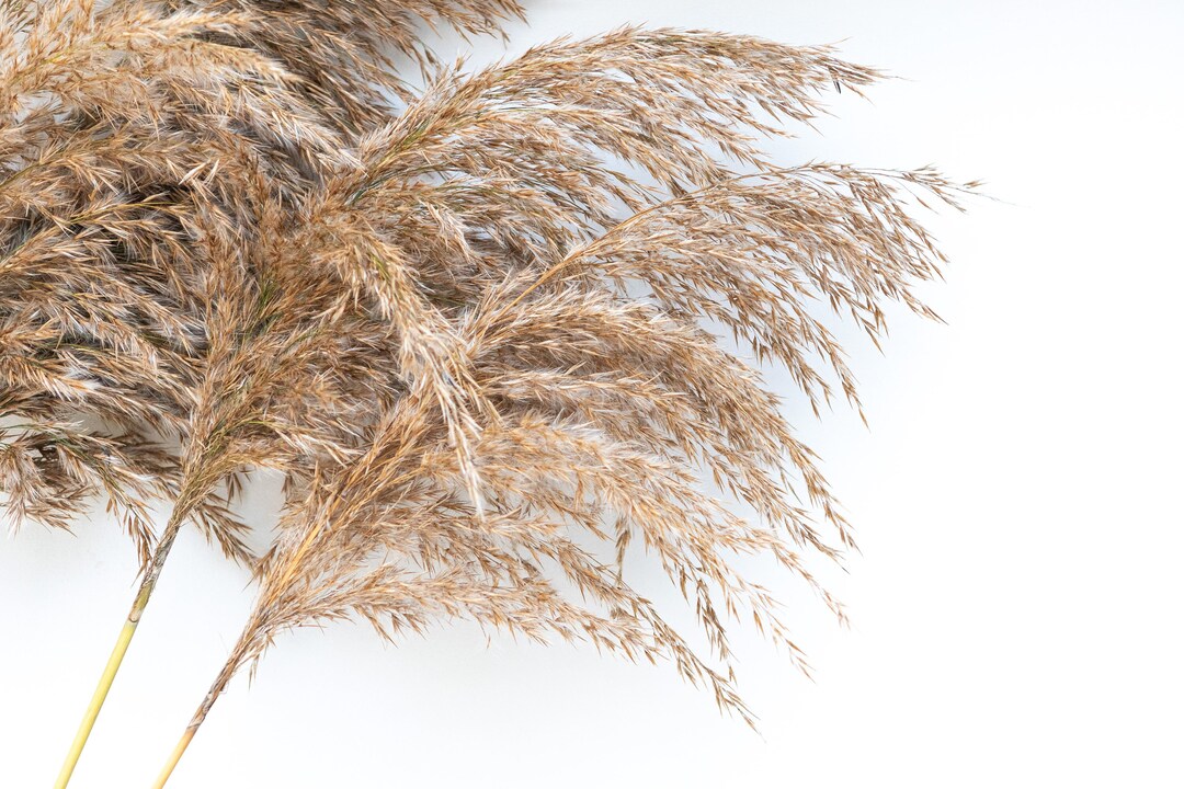 Pampas Grass Alternative Beautiful Dried Reed Flowers Unique Floristry ...