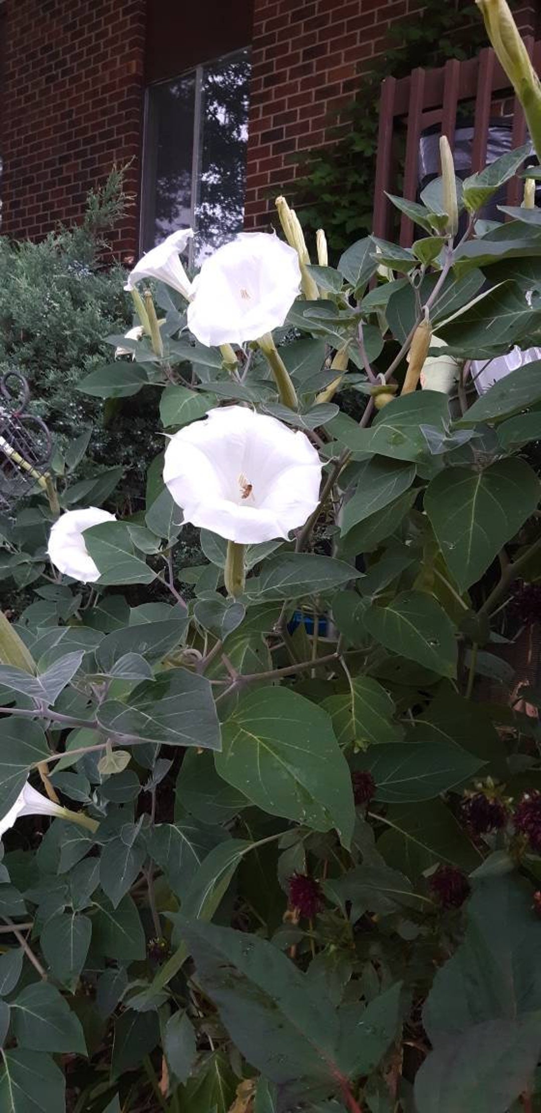Moonflower Seeds, Perennial White Blooms (60+)FREE SHIPPING - Etsy