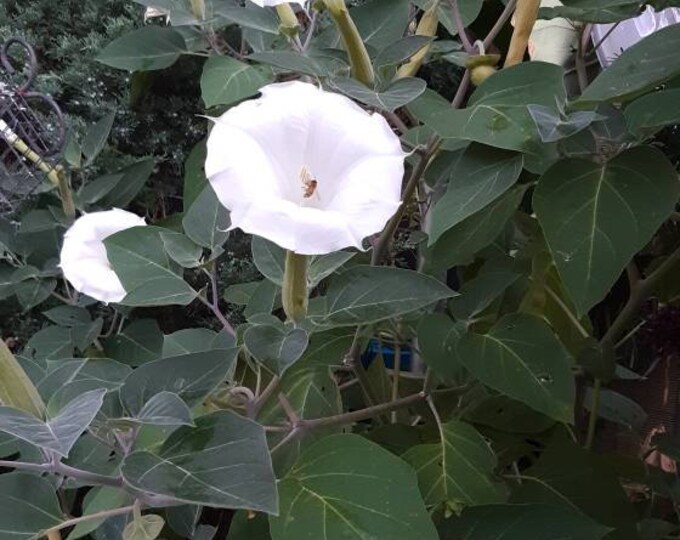 Moonflower Seeds, Perennial White Blooms (60+)FREE SHIPPING - Etsy