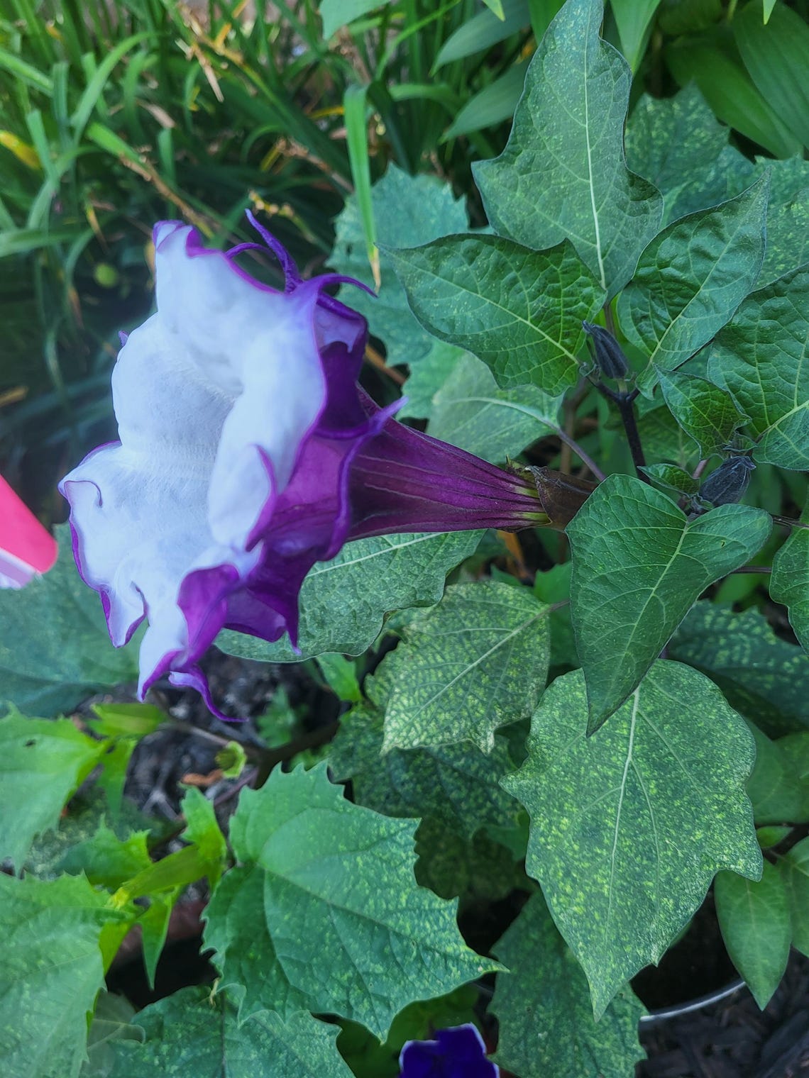 Double Purple Datura 20 + Seeds - Ornamental Bush. FREE SHIPPING - Etsy