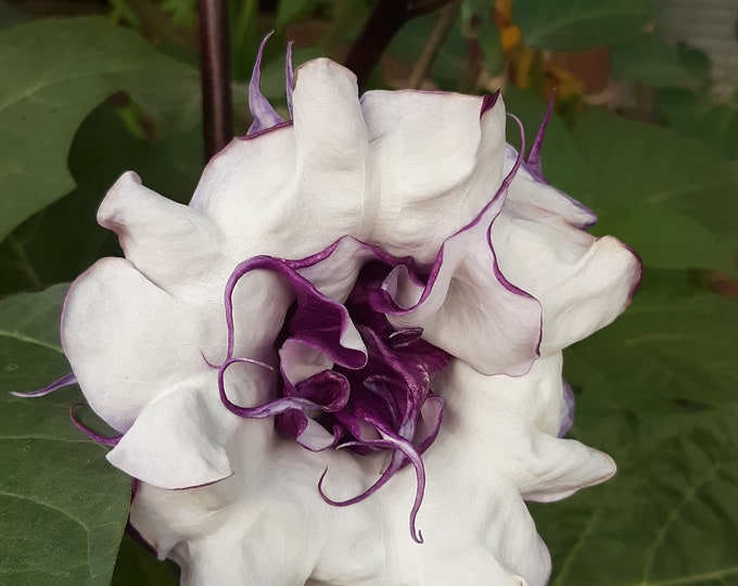 Double Purple Datura Seeds 20+ - Etsy