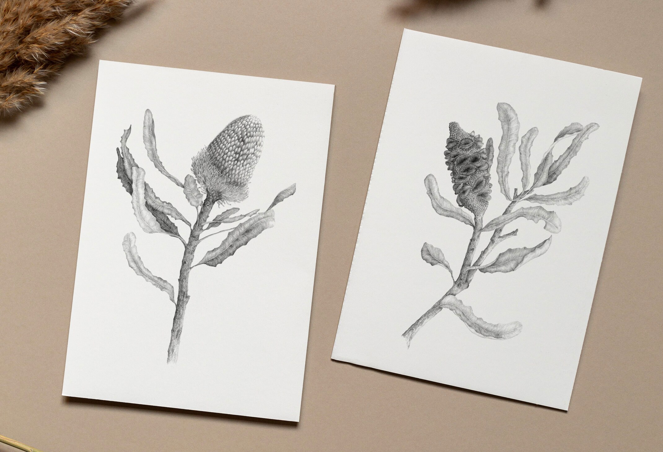 A Banksia's Life | Fine Art Drawing | Floral Art | Wall Print | Black ...