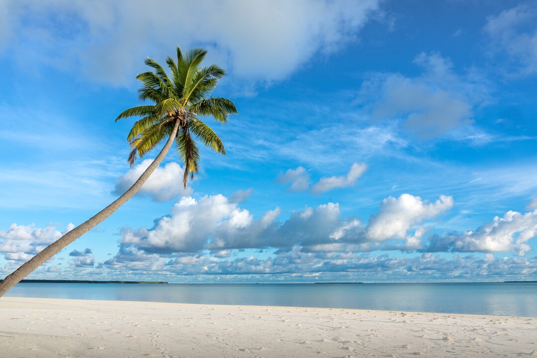Paradise Found - Etsy