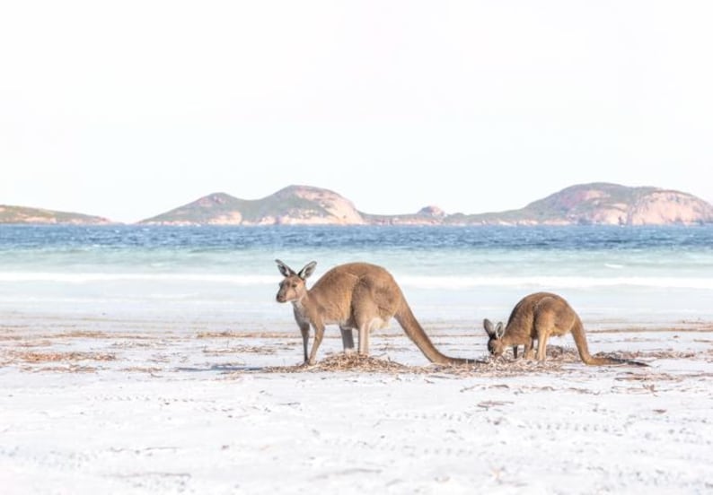 Kangaroos on the White Sands of Lucky Bay - Etsy