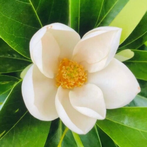 Star Magnolia 6-12 in a Quart Pot - Etsy