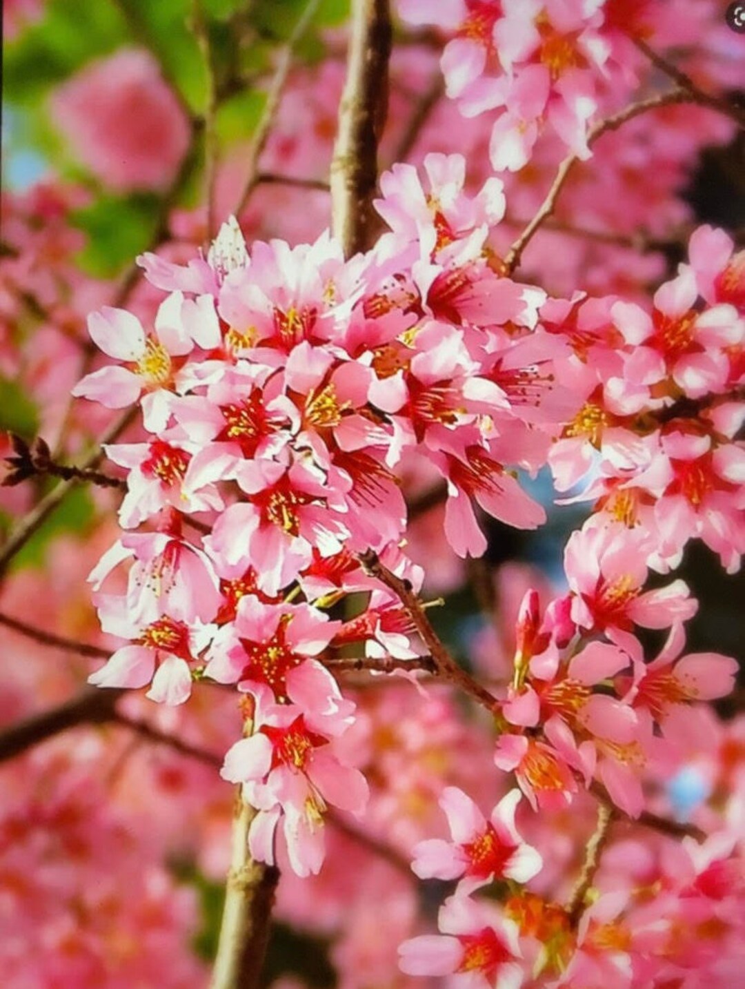 Okame Cherry Tree (6''-12'', 12"-18" or 20”+)(grown in 2.5" Pot) - Etsy