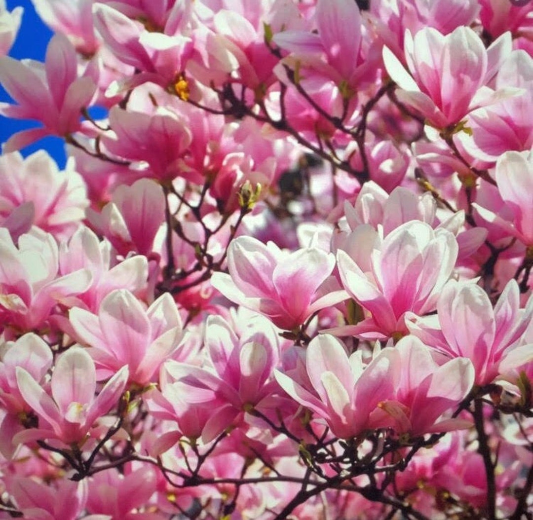 Chinese (saucer) Magnolia (6"-12")(grown in 2.5" Pot) - Etsy