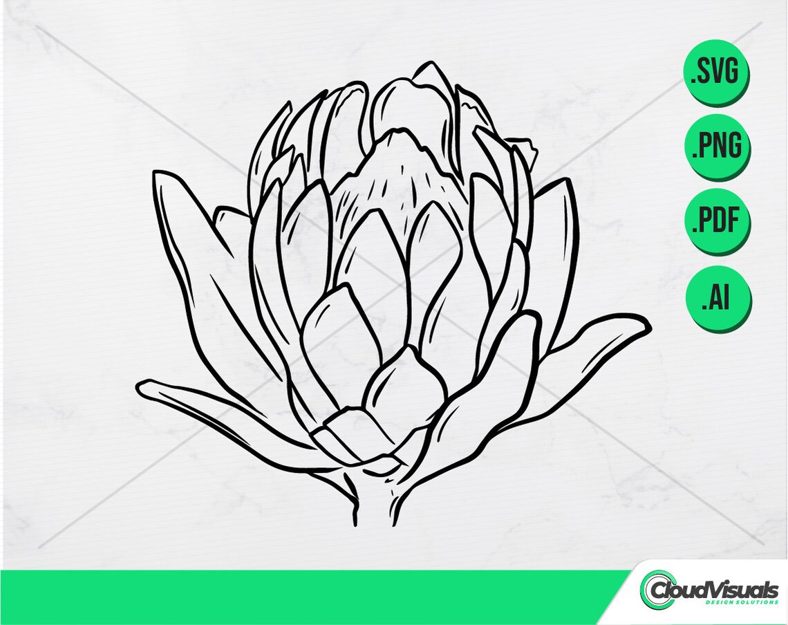 PROTEA FLOWER Bundle of 6 Line Art, Doodle Vector Art. Hand Drawn ...