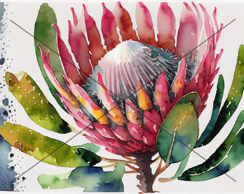 Protea Flower Watercolor Paintings, Bundle of 4 Art Prints, Theme ...