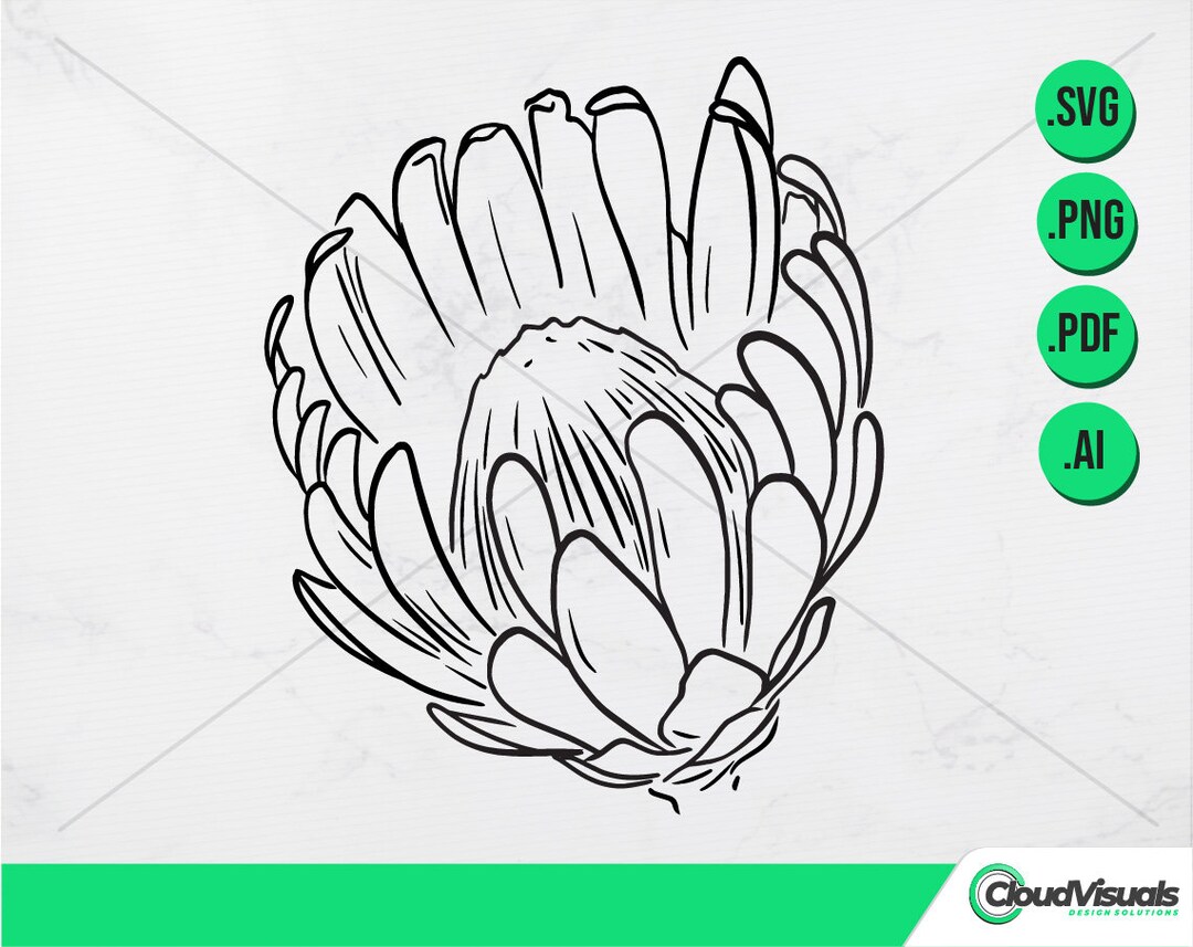 PROTEA FLOWER Line Art, Doodle Vector Art. Hand Drawn Clipart. Instant ...