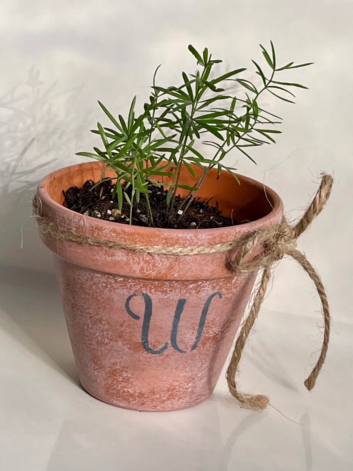 Personalized Terra-cotta Pot With Fern - Etsy