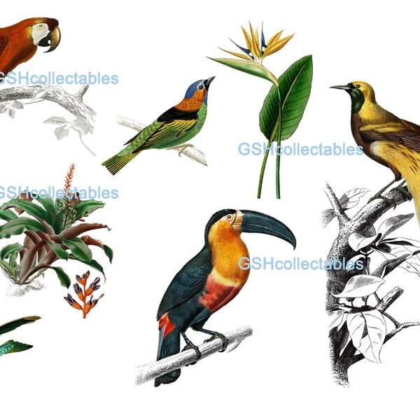 Vinyl Birds - Etsy UK