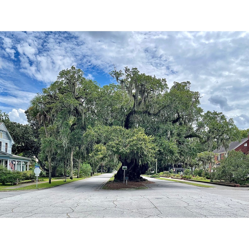 Lover's Oak Tree in Brunswick, Georgia ~ Coastal Georgia - Etsy