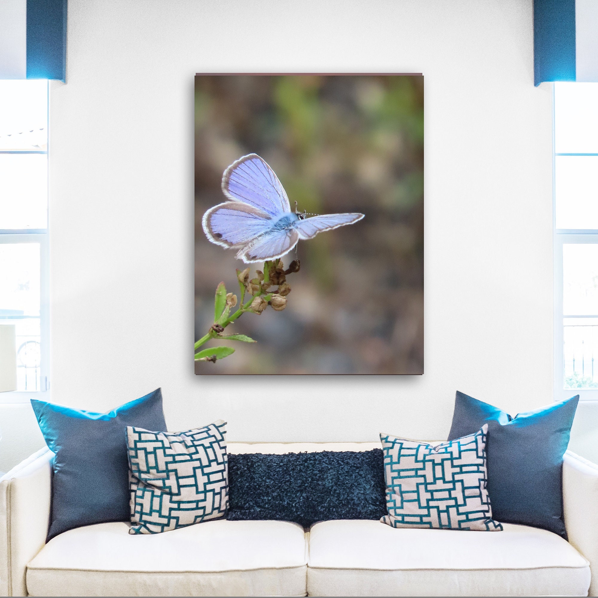 Summer Azure Butterfly Facts