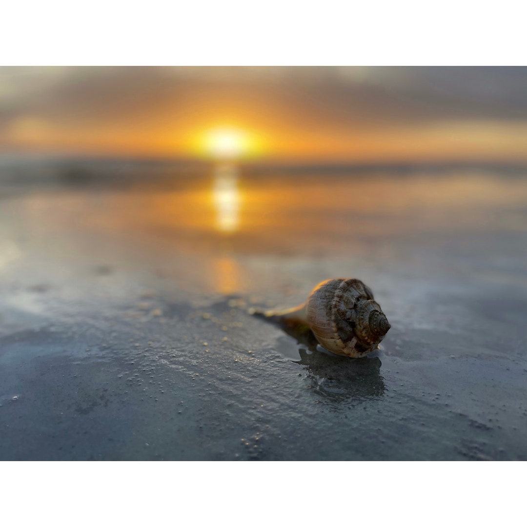 Seashells by the Seashore on Jekyll Island ~ Coastal Georgia - Etsy