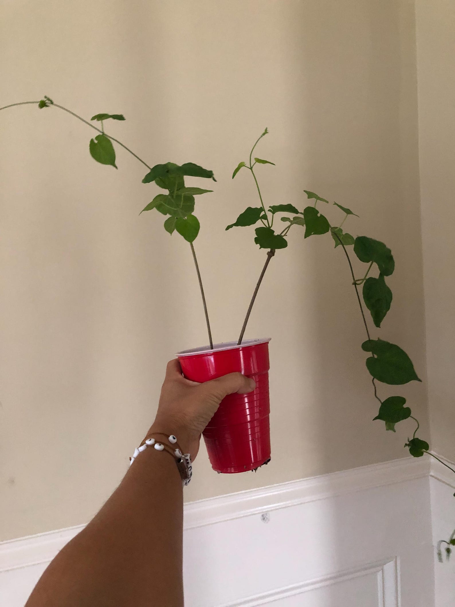 2 Plants Telosma Cordata , Hoa Thien Ly, Organically Grown - Etsy