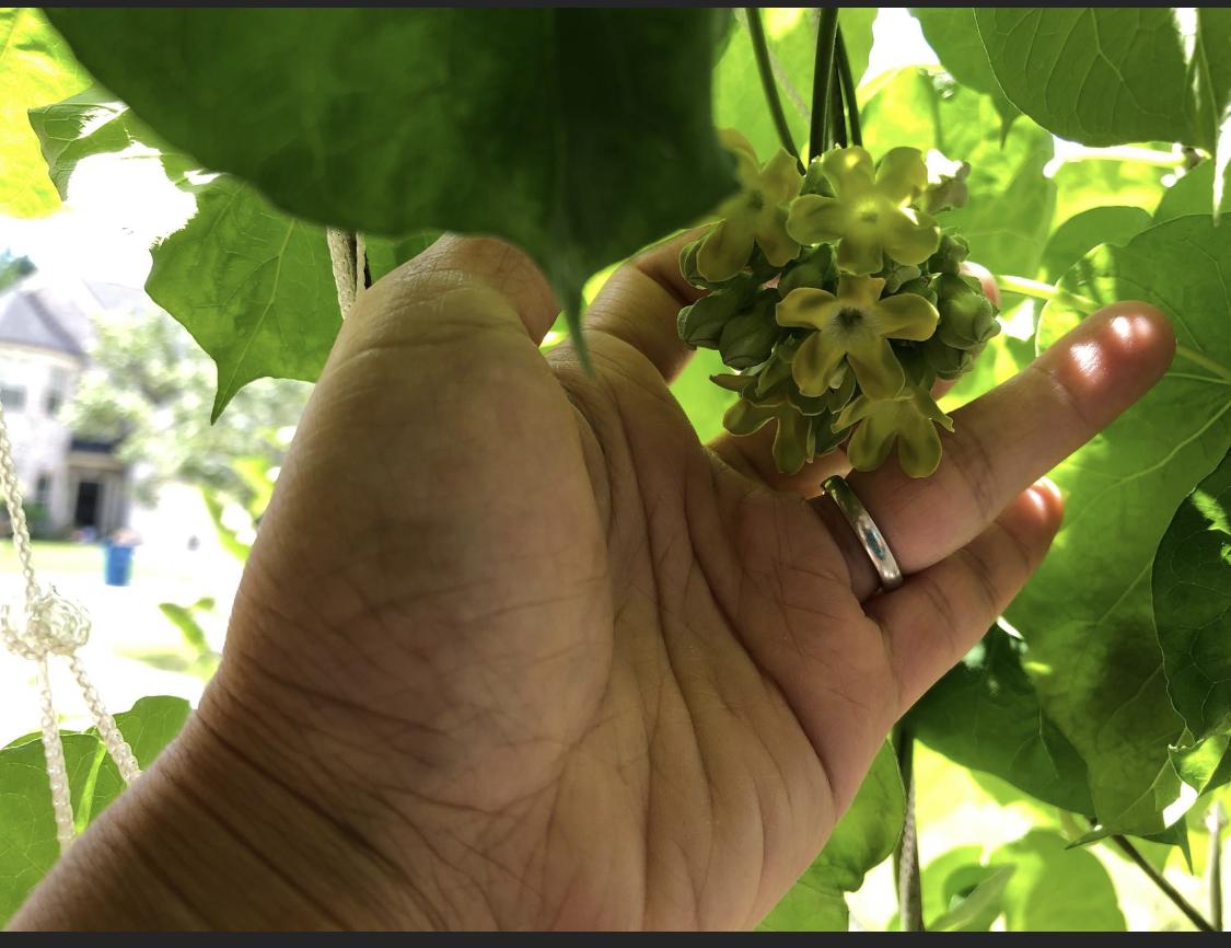 2 Plants Telosma Cordata , Hoa Thien Ly, Organically Grown - Etsy
