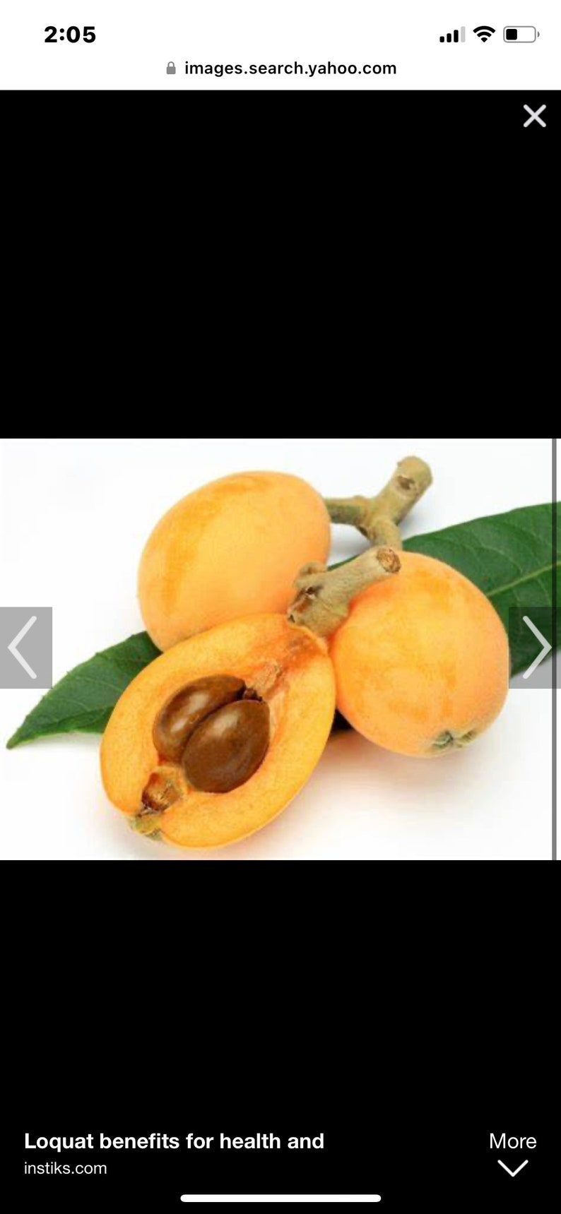 Loquat 1 Live Plant, Organically Grown - Etsy