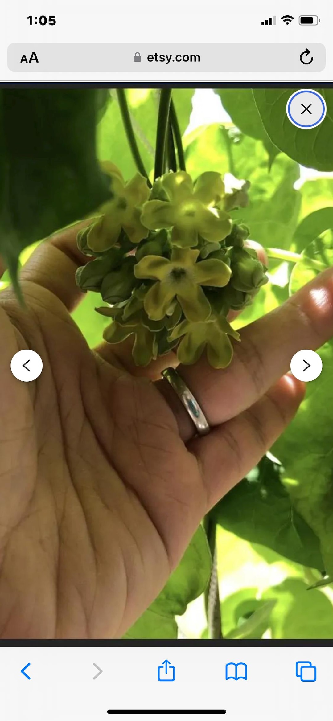 1 Rooted Plant Telosma Cordata, Hoa Thien Ly, Tonkin Jasmin ...