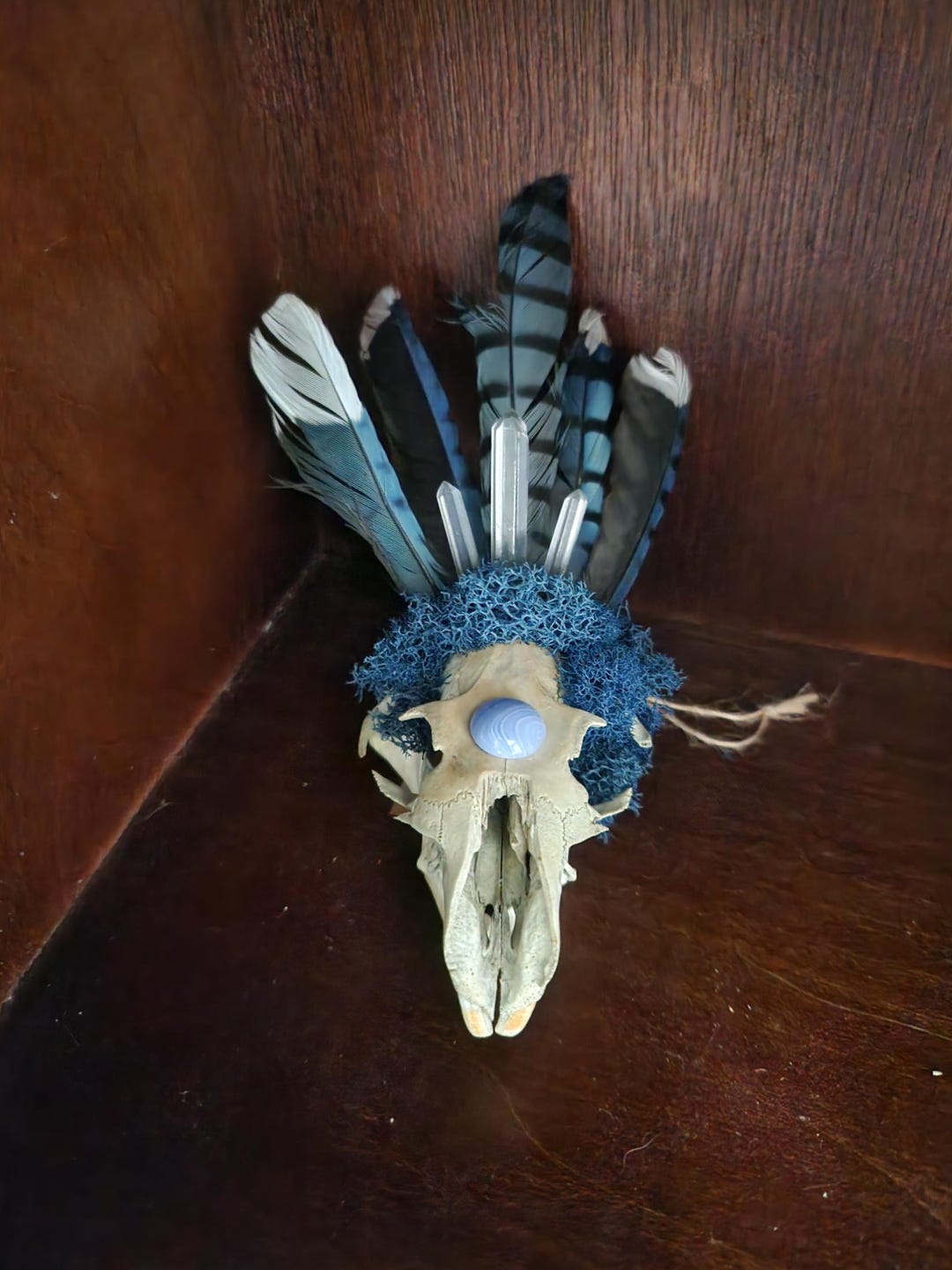 Blue Jay Themed Skull - Etsy