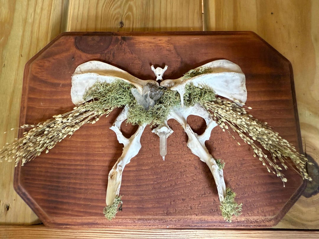 Butterfly Bones: Animal Bone Art - Etsy