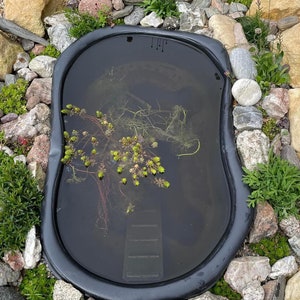 Wildlife Ramp Reptile or Aquatics, 30x10cm Axolotl, Pondlife, Terrapins ...