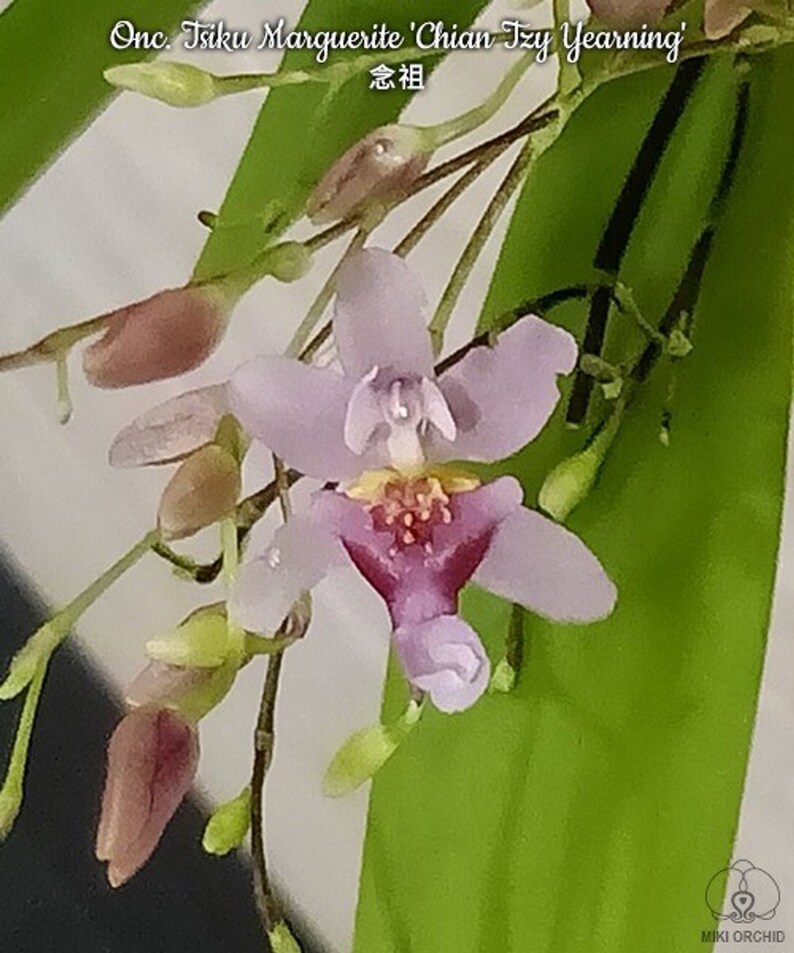 In Spike! Onc. Tsiku Marguerite Chian-tzy Yearning, Amazing Fragrance ...