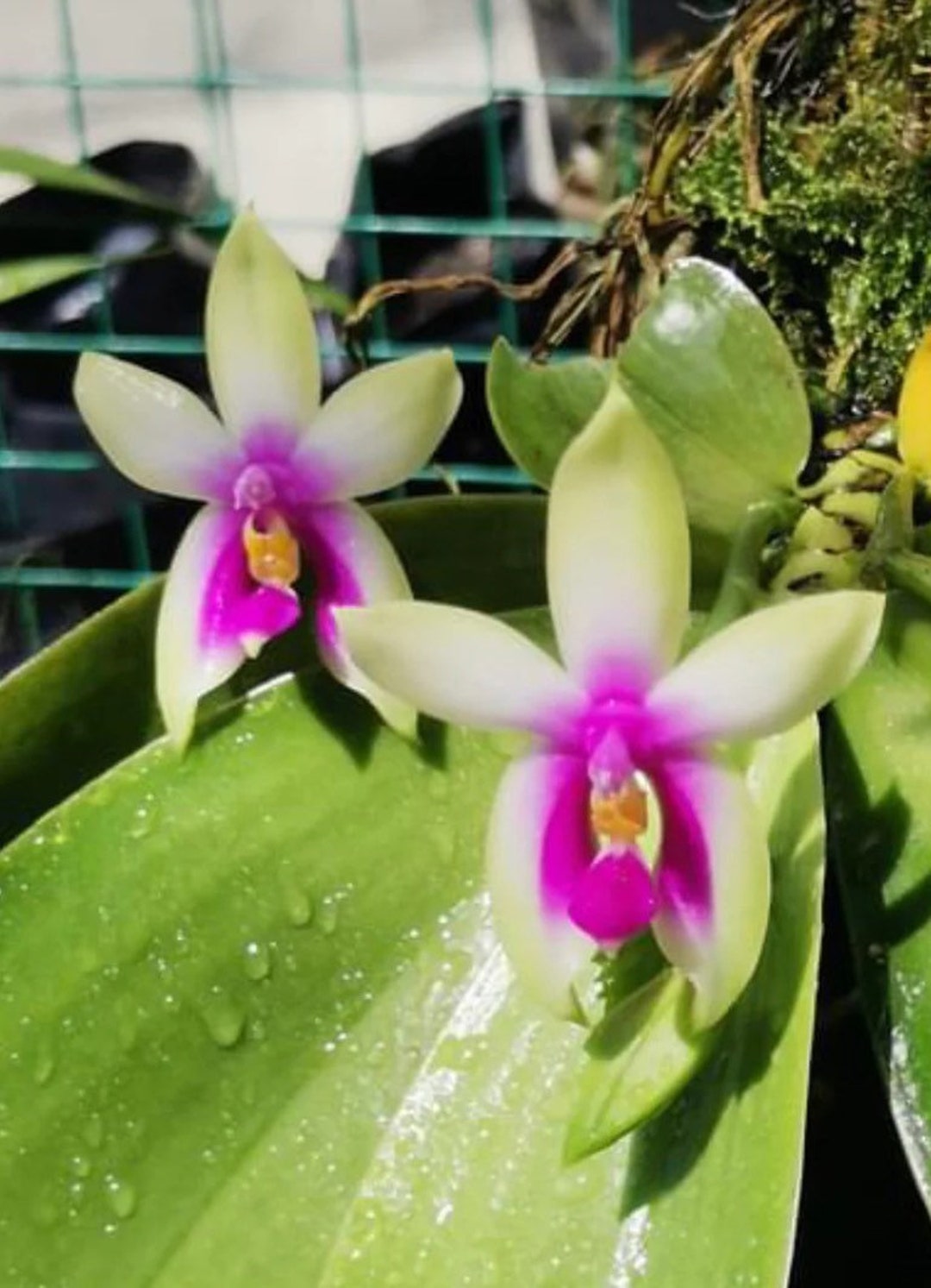 Phal. Bellina ‘fire’ X Sib - Fire Shape, Very Fragrant and Pretty, Phal ...