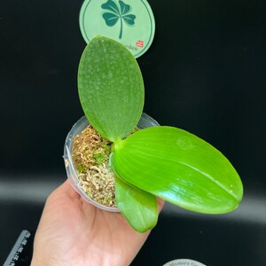 Phal. Tzu Chiang Chrisna, Fragrant Smell Like Roses - Etsy