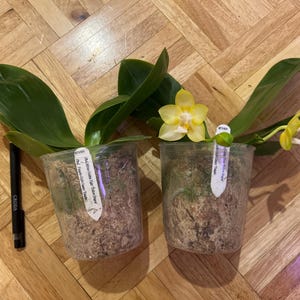 Phal. Mituo Golden Tiger 'yellow Dragon' X Phal. Yungho Gelb Canary ...