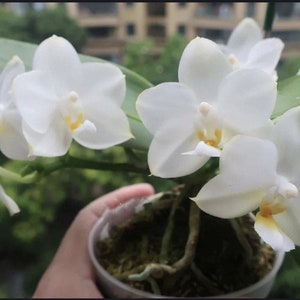 Phal. Tzu Chiang Chrisna, Fragrant Smell Like Roses - Etsy