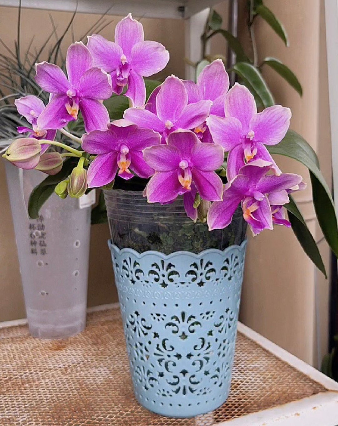 In Spike! Phal. San-ho Chanel, Pinky Red Flowers, All-day Very Fragrant ...