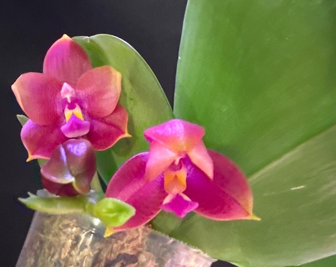 Phal Mituo Solar Oriole (P. Mituo Gelb Eagle 'oriole' X P. Mituo 24 ...