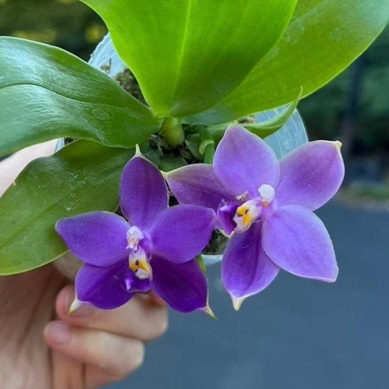 Phal. Lioulin Blue Star X Phal. Chienlung Purple Jewel, Blue Colored ...