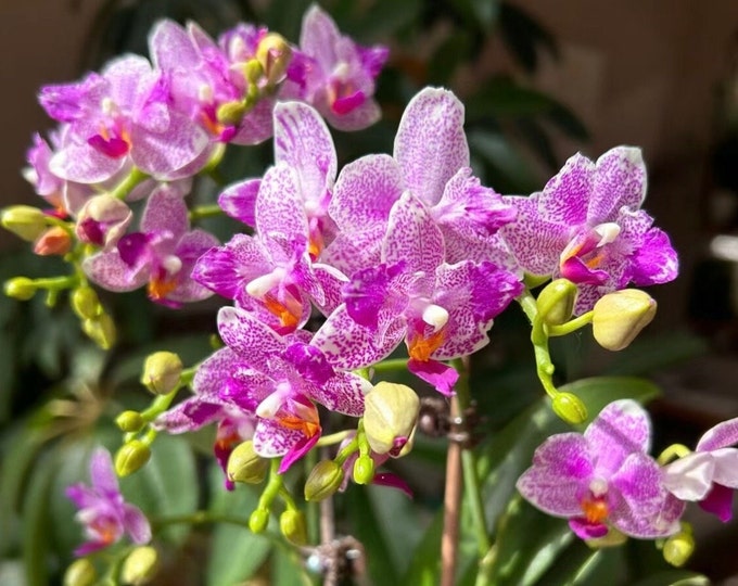 Paph. Vietnamense 2 Pot - Etsy