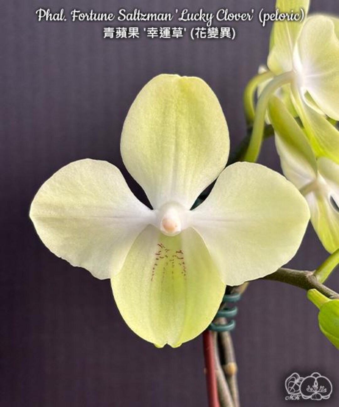 Rare Pattern! Phal. Fortune Saltzman 'lucky Clover' (3220) (peloric), Very Unique Four-petal ...