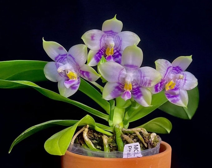 In Spike! Phal. Mituo Purple Dragon ‘phalanx’ AM/AOS (MCL150), Fragrant ...