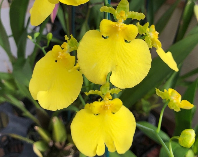 In Spike Onc. Sweet Sugar 'lemon Drop' HCC/AOS, Amazing Sweet Fragrance ...