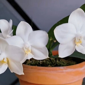 Phal. Tzu Chiang Chrisna, Fragrant Smell Like Roses - Etsy