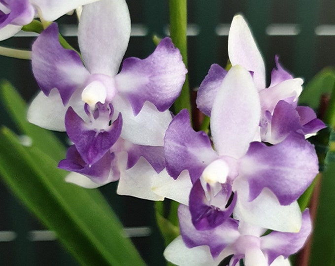 Phal. Tzu Chiang Sapphire (peloric - 3 Lips) 紫式部 (三唇瓣) - Etsy