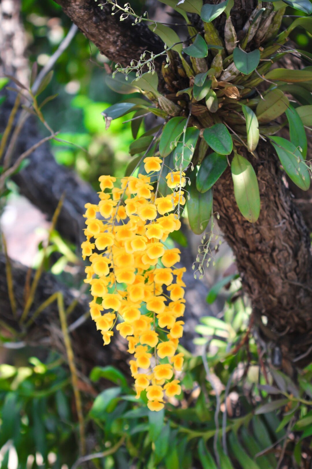 Dendrobium Aggregatum dendrobium Lindleyi Very Fragrant - Etsy