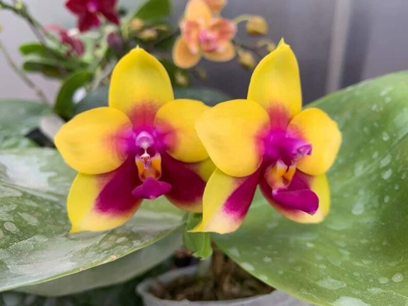 Fragrant Phal. Chienlung Good Happy Queen ld's Bear - Etsy