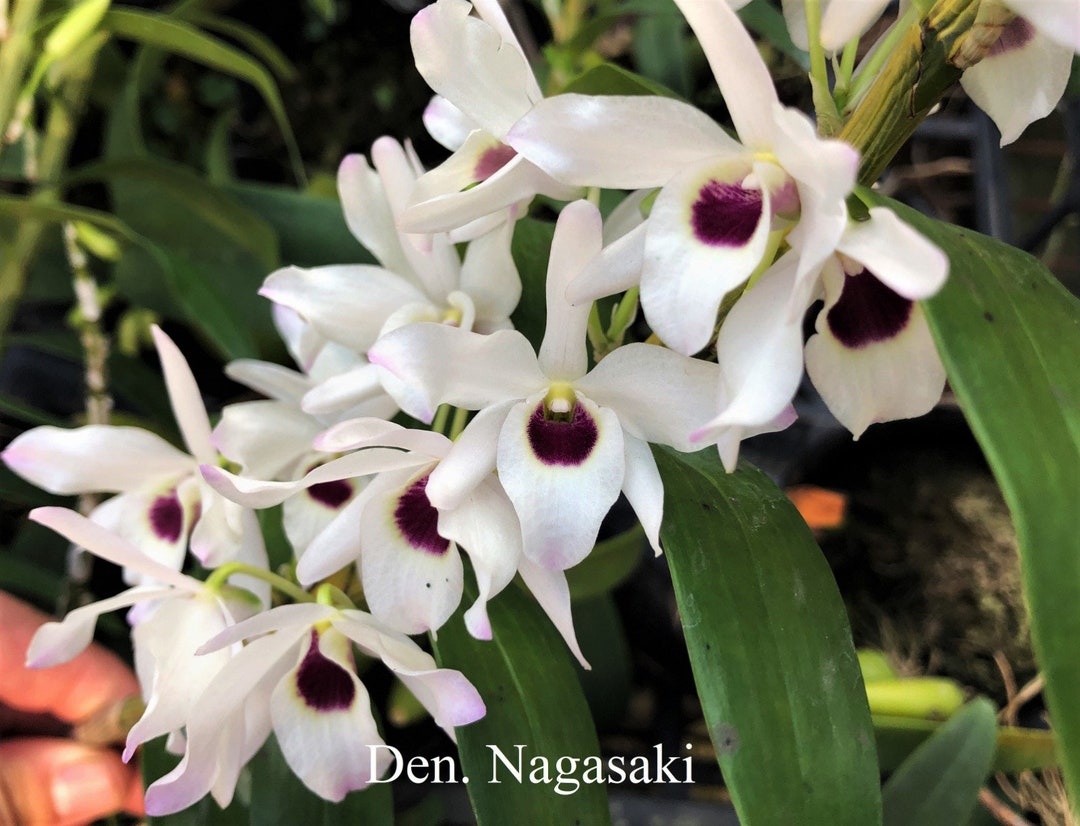 Dendrobium Nagasaki 'hinomaru' Imported From Japan - Etsy