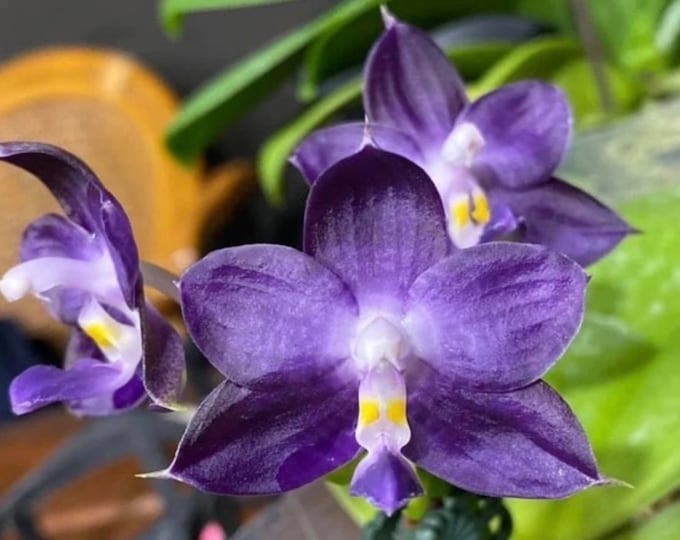 Rare Blue! Phal. Mituo Purple Dragon ‘blue Whale’ AM/AOS (MCL63 ...