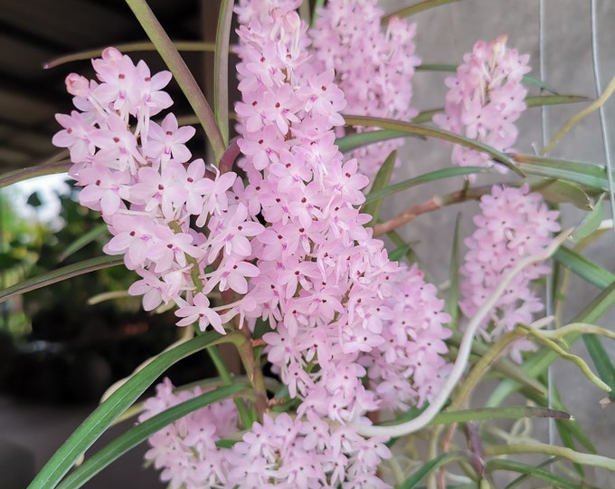 Mini Vanda (ascocentrum) Christensoniana, Very Fragrant With Pink Color ...