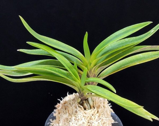 Neofinetia Falcata Juyeong 朱影/orchid/vanda/fragrant/miniature - Etsy