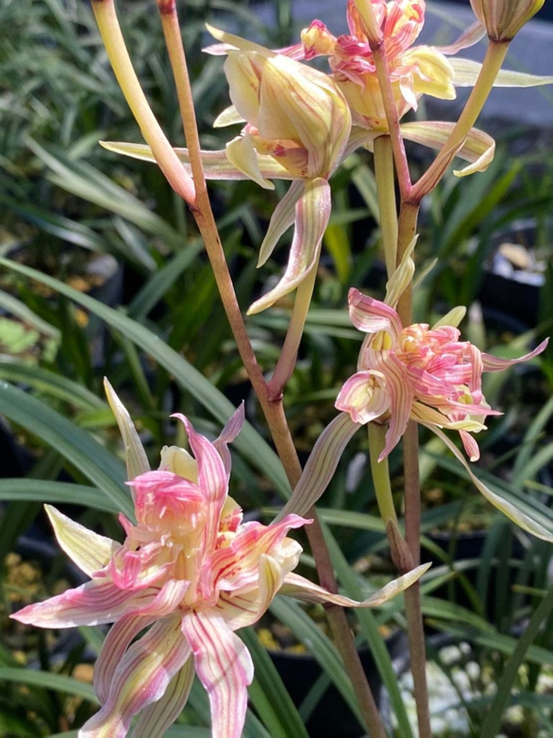 Cymbidium Kanran red Coral 寒兰铭品 红珊瑚 Pretty and Fragrant - Etsy