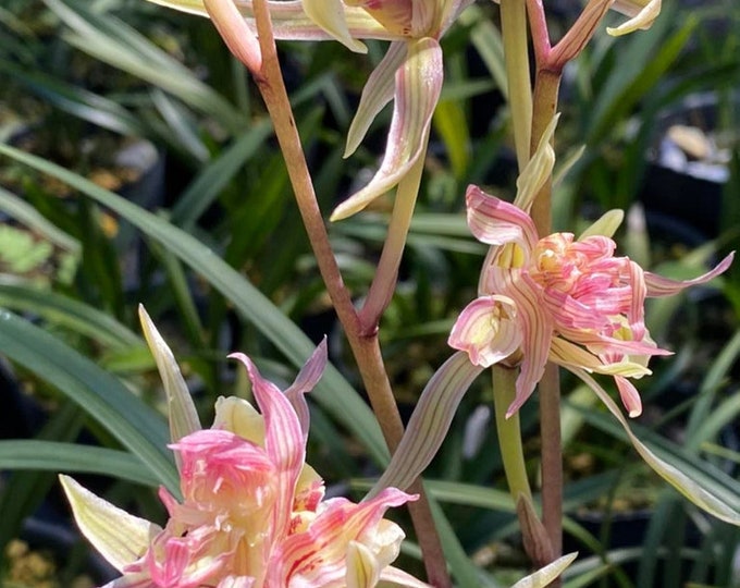 Cymbidium Kanran ‘red Coral’ 寒兰铭品 ‘红珊瑚’, Pretty and Fragrant - Etsy